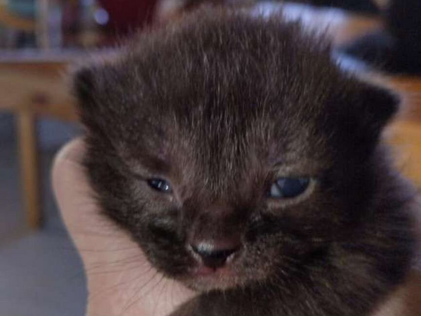 Кошка