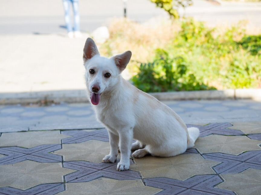 Белла 25 см в холке