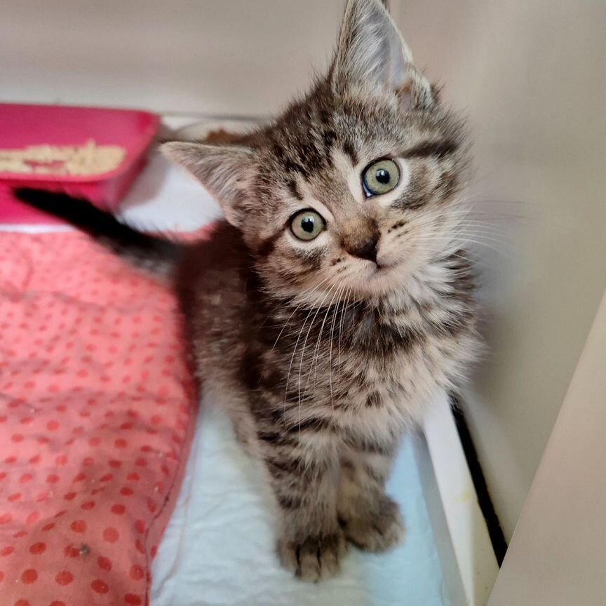 Котенок мальчик ищет дом