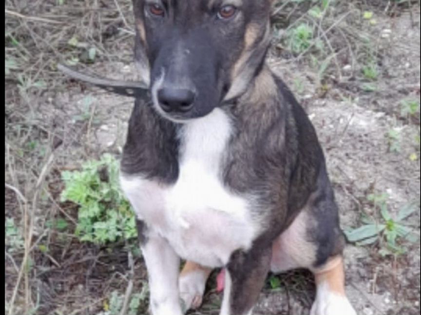 Щенок в добрые руки