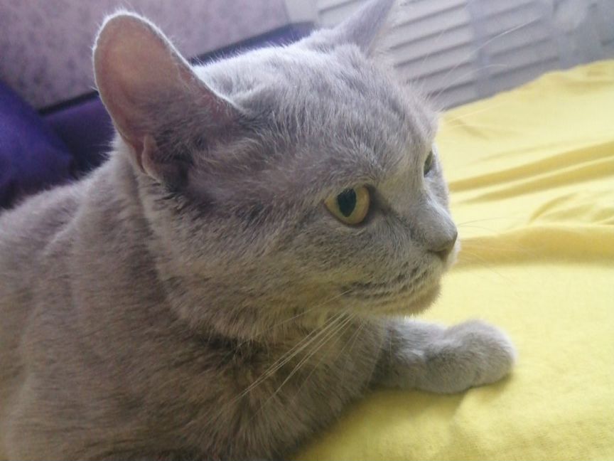 Шотланская вислоухая кошка на связку