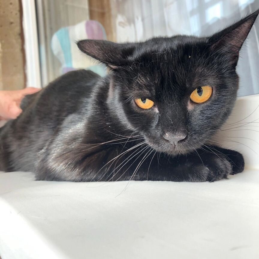 Взрослый кот в добрые руки