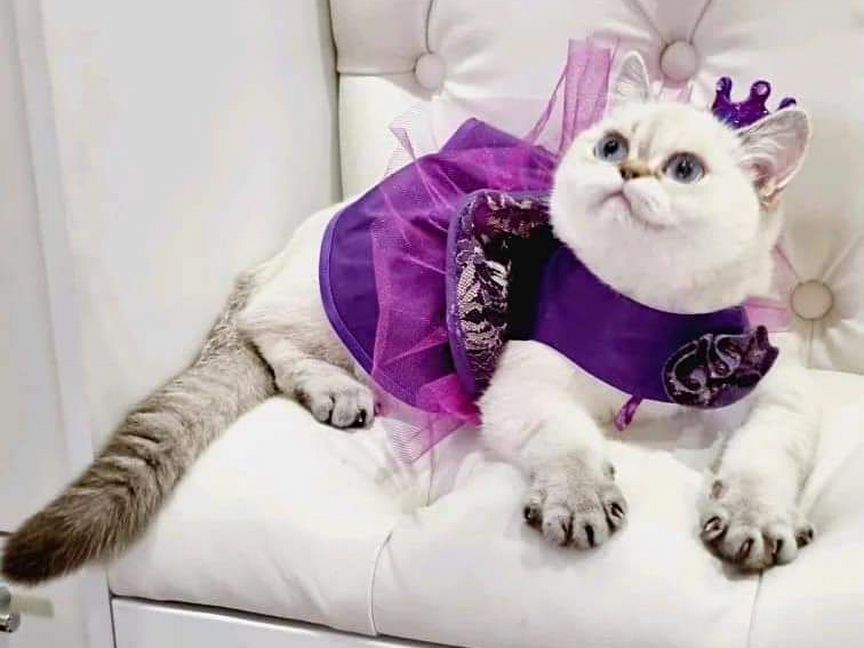 Шотландская голубоглазая ny11(21) 33