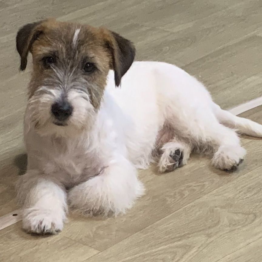 Джек-рассел-терьер, щенок