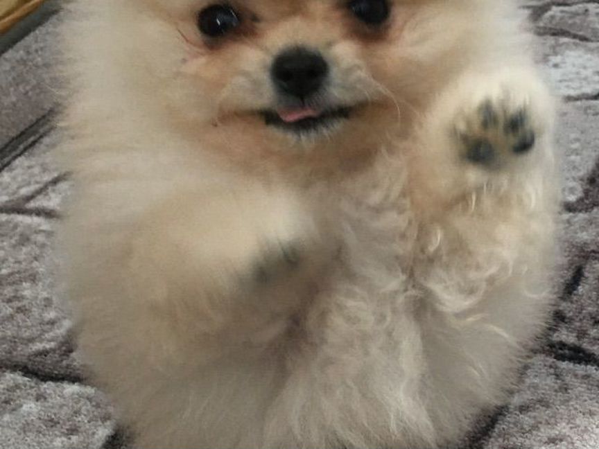 Померанский шпиц