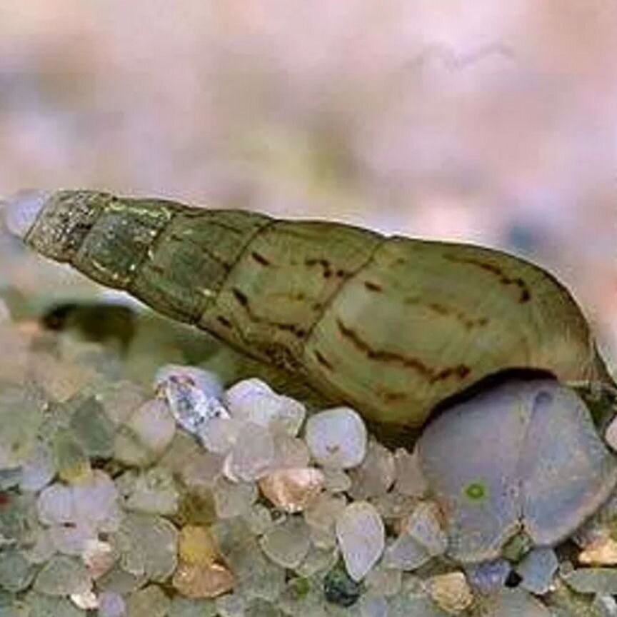 Креветки вишня улитки мелания в дар