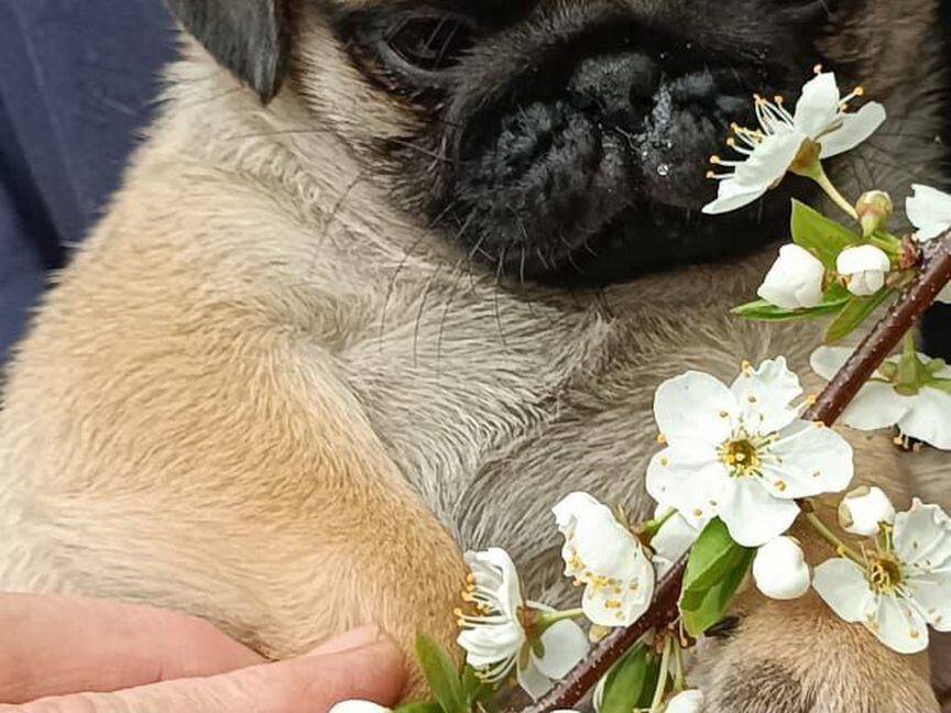 Щенок мопсик