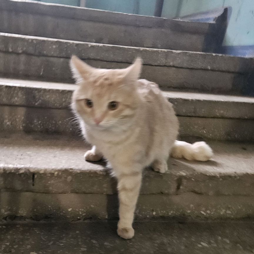 Кот,беззабот