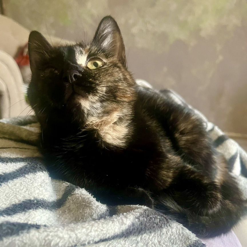 Котенок черепашка