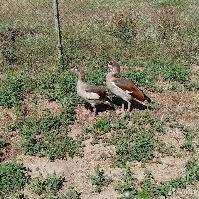 Нильские гуси