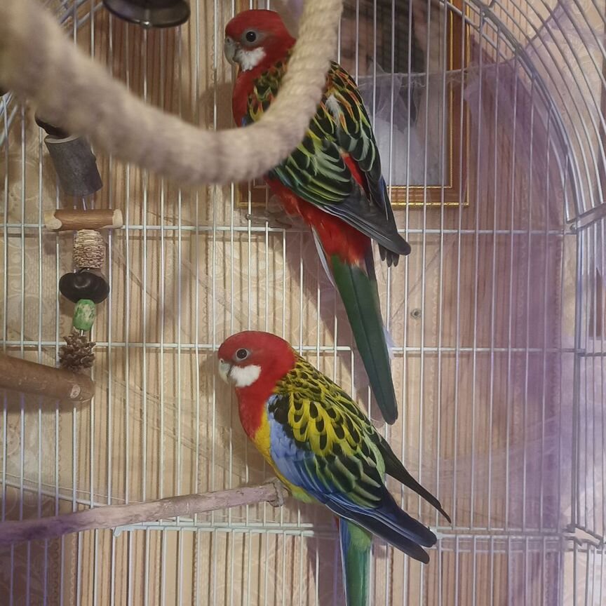 Попугаи розелла,два мальчика