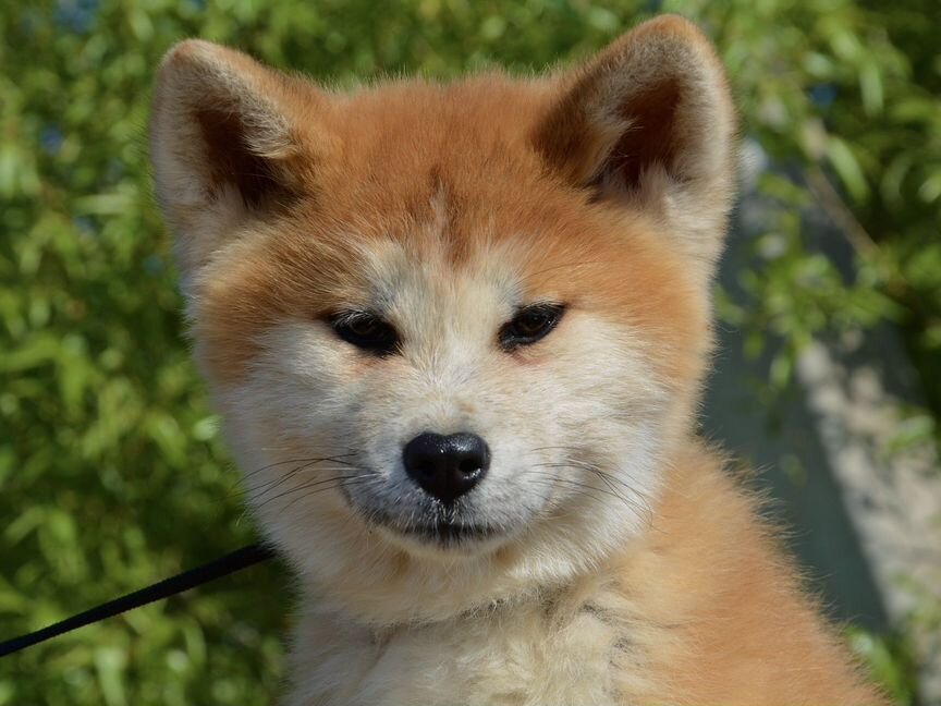 Акита ину