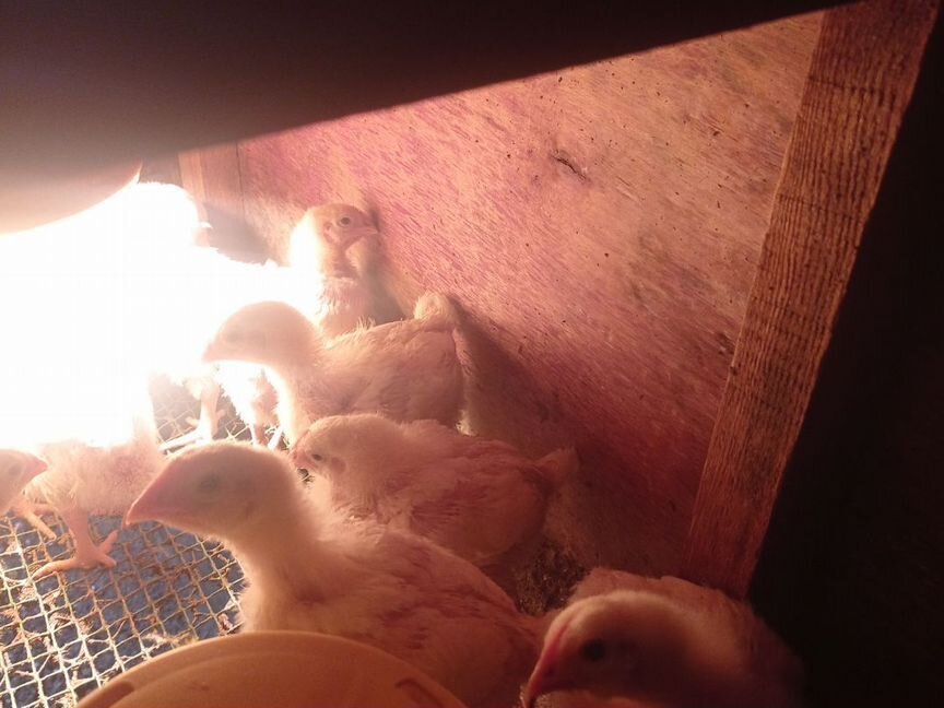 Индюшата суточные биг 6 испания