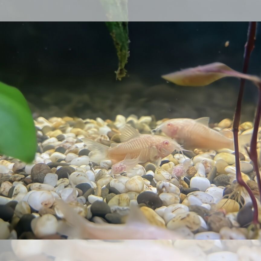 Сомик коридорас голд альбинос