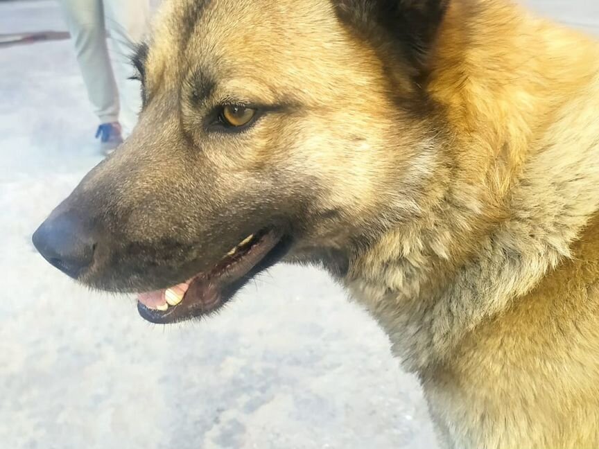 Всем неравнодушным Возьмите собаку