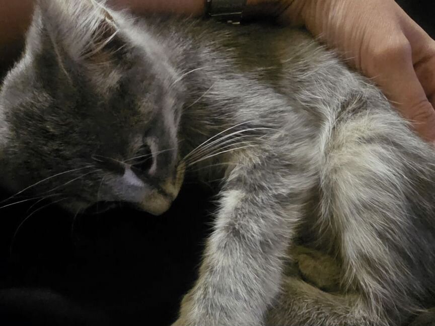 Котёнок в добрые руки