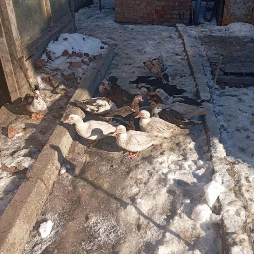 Утки шипуны