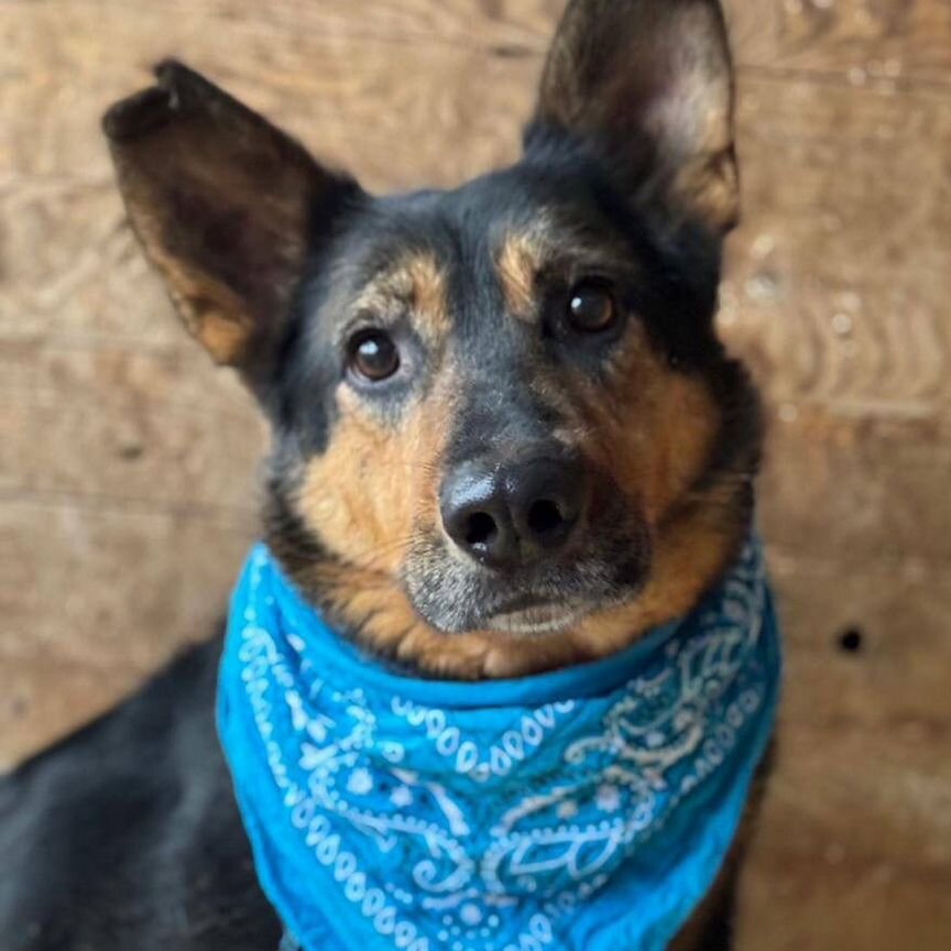 Взрослая собака в добрые руки