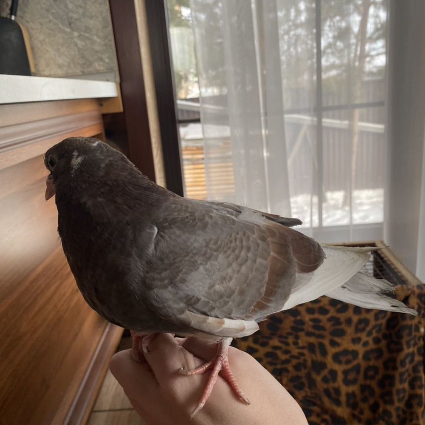 Голубята молодые