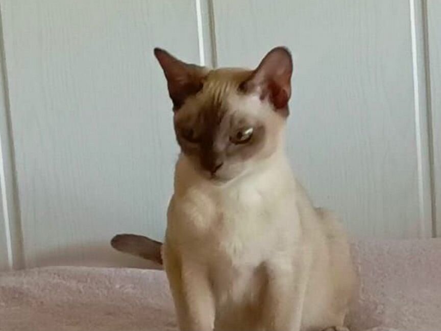 Бурманский котик