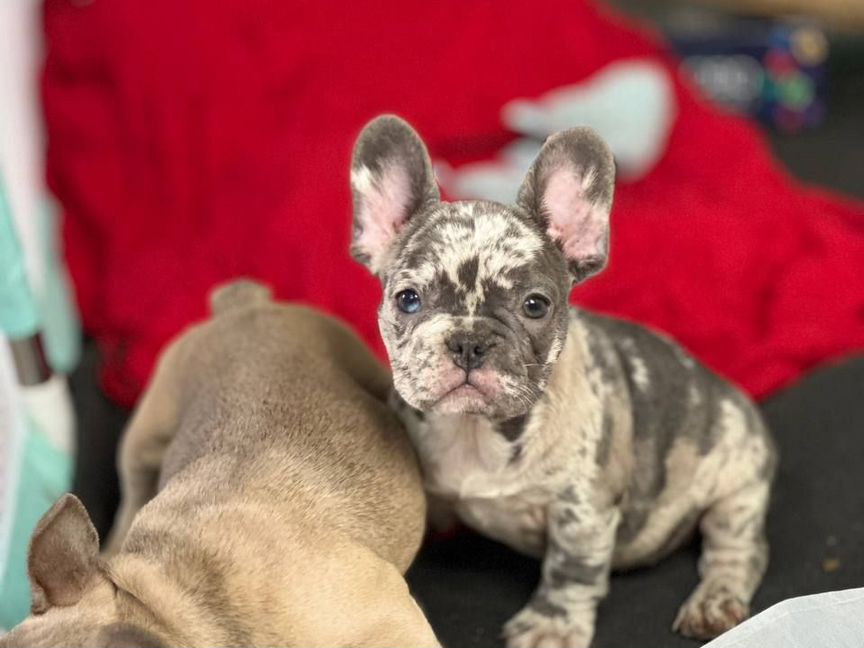 5 генная девочка (совладение)