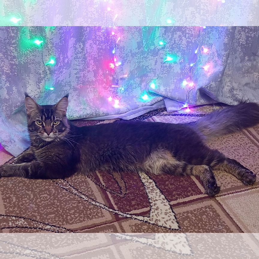 Мейн-кун, взрослый кот