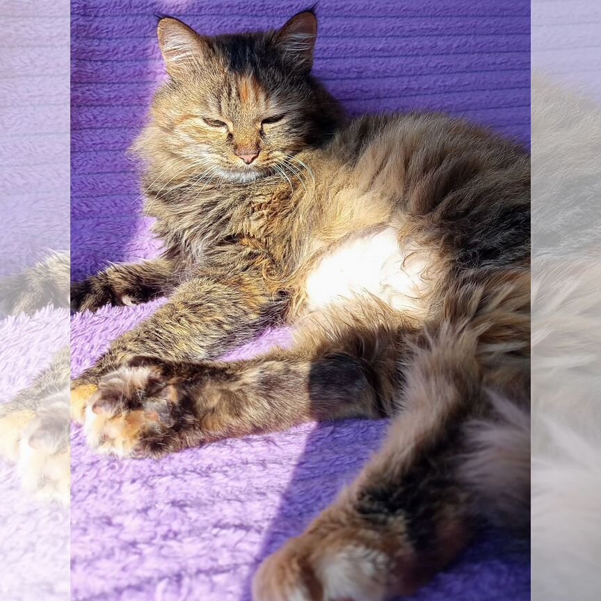 Кошечка