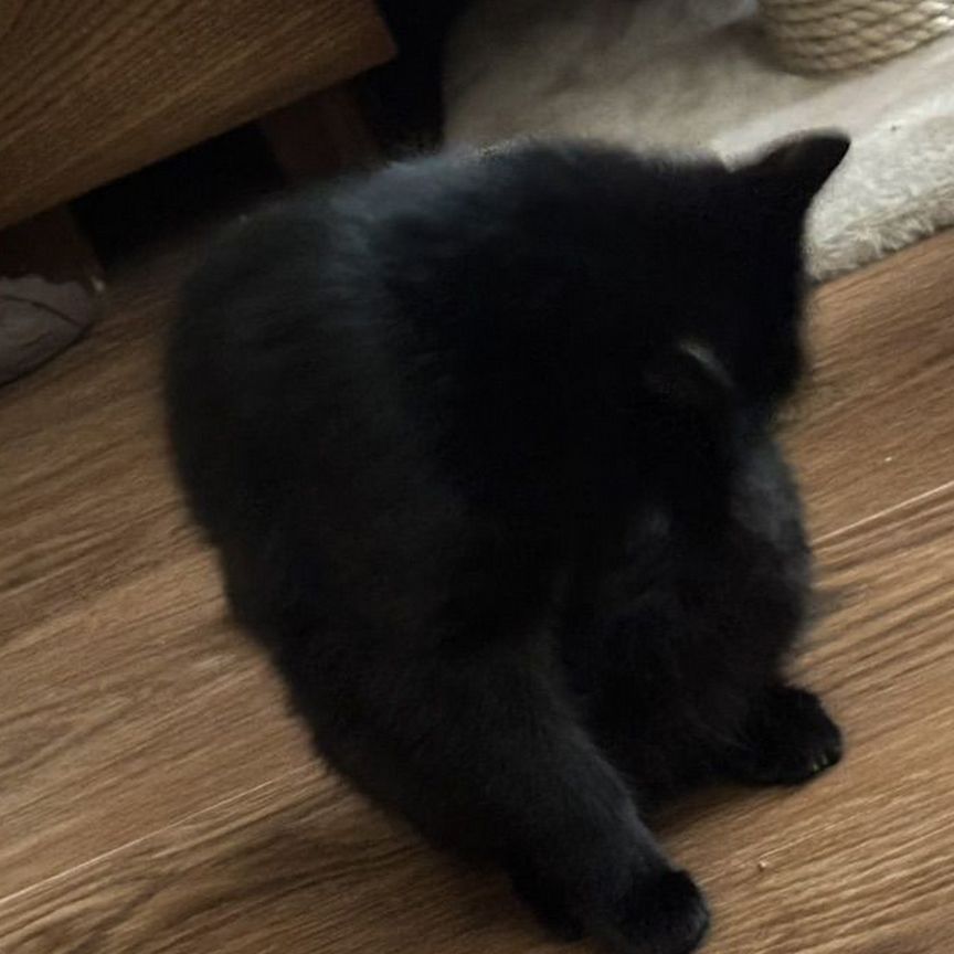 Котята в добрые руки бесплатно