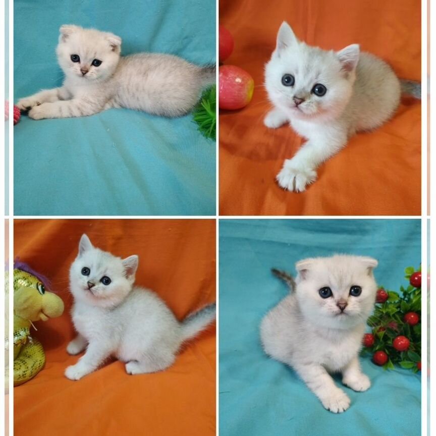 Серебристая шиншилла