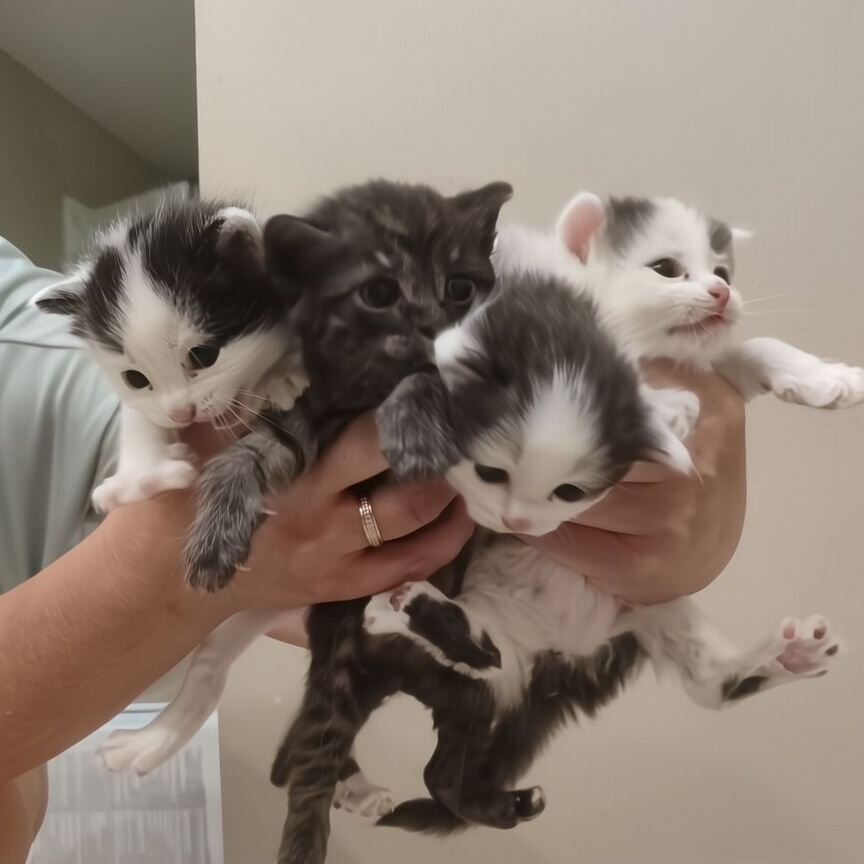 Котята в добрые руки 1 месяц