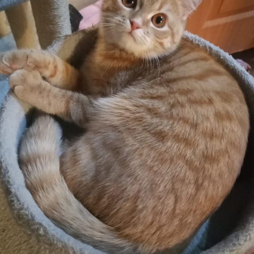 Котенок 7 месяцев