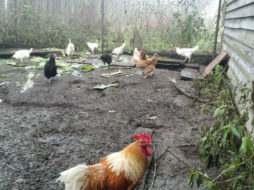 Петух выведен курушкой