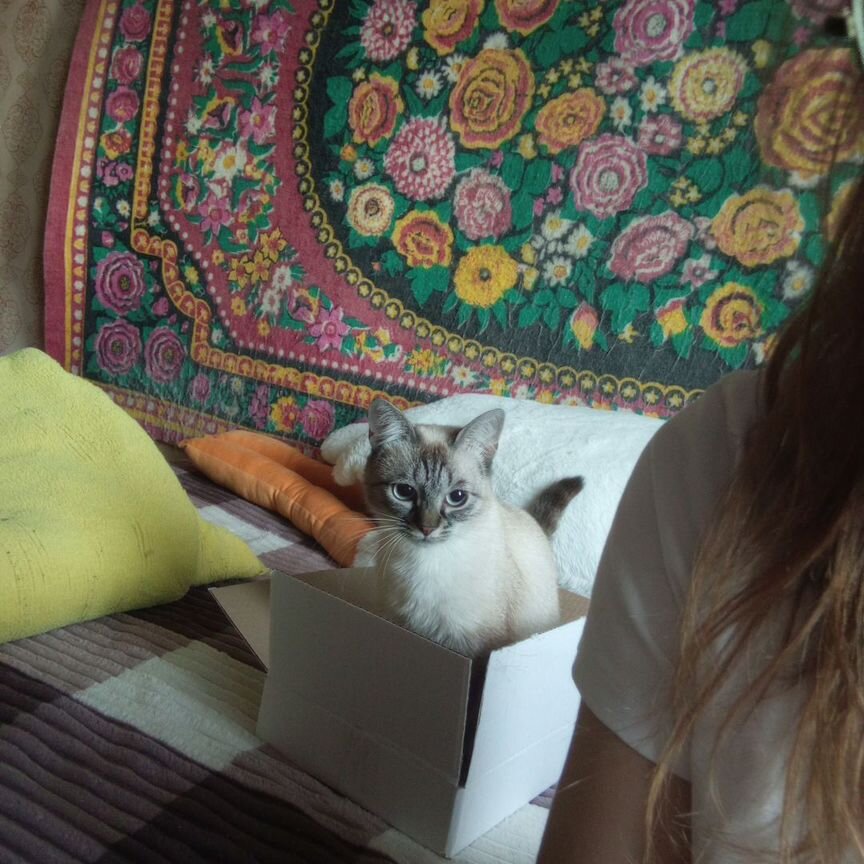 Кошка