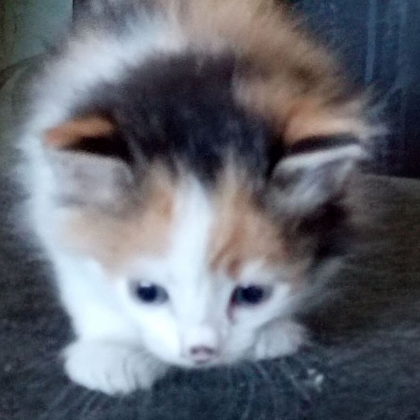Котята в добрые руки даром бесплатно