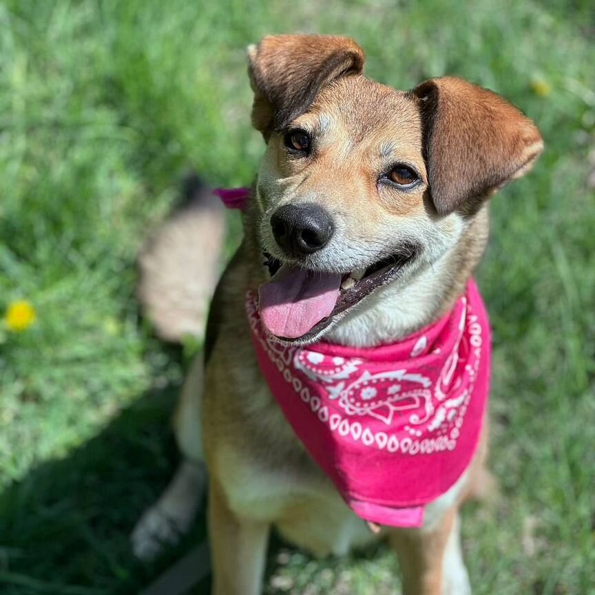 Найда - милашка из приюта ищет семью