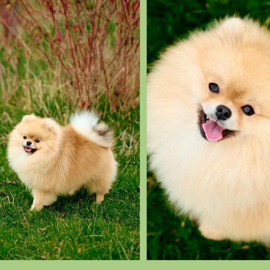 Померанский шпиц, щенок