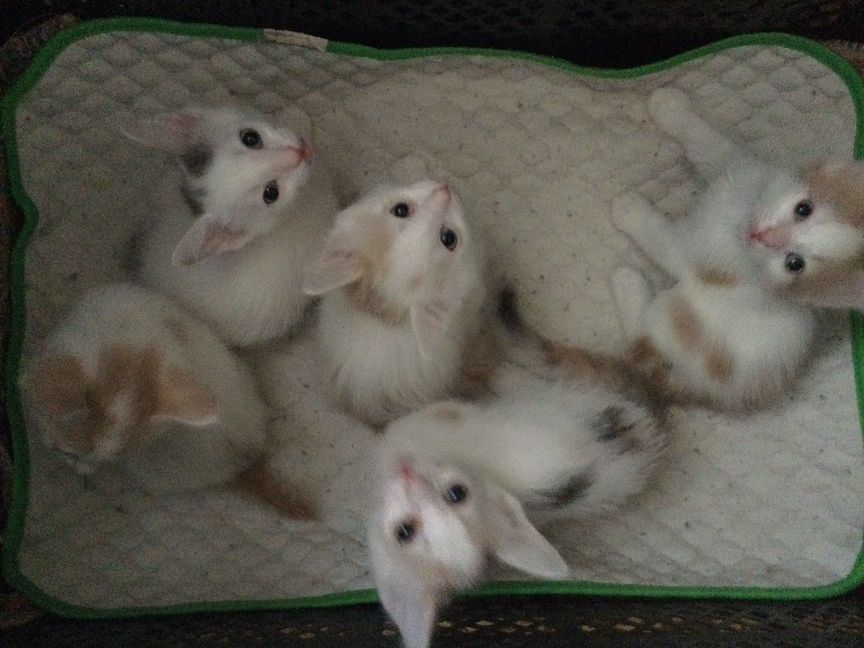 Котята