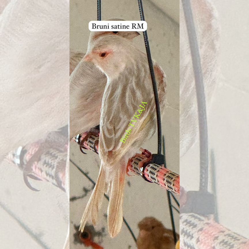 Кенара и канарейки брун сатинет красая моз