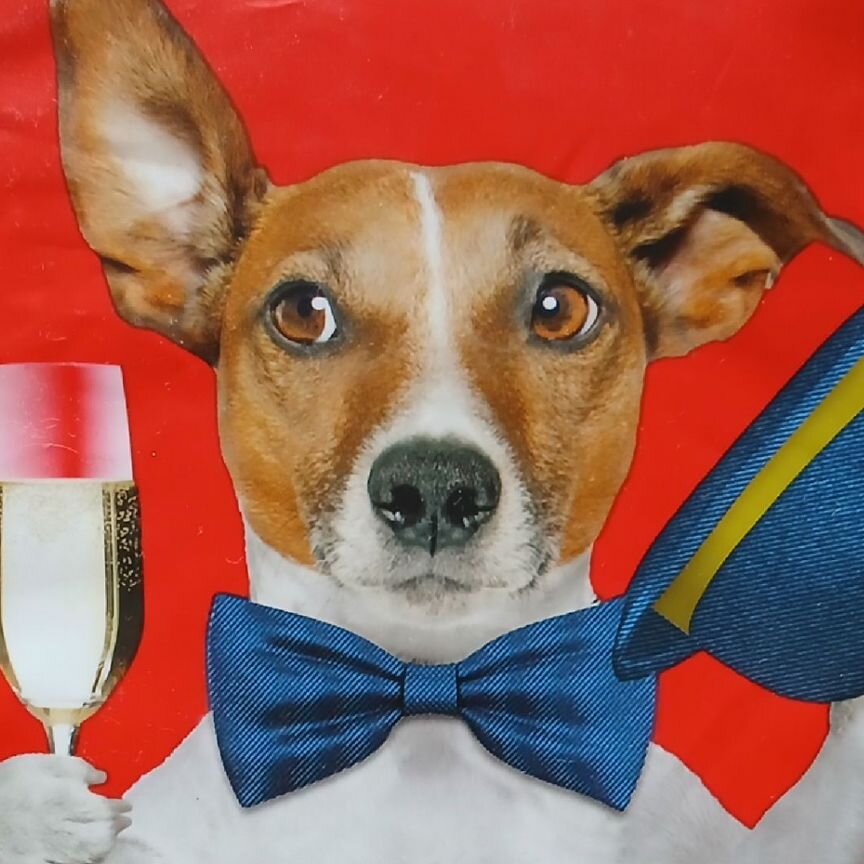 Памперсы для собак m