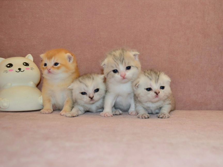 Золотая и серебристые шиншиллы