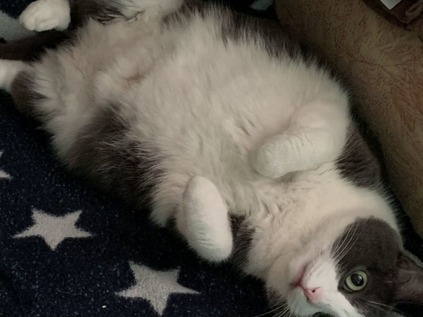 Кошка