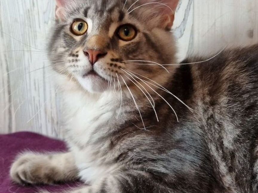 Котики мейн-кун