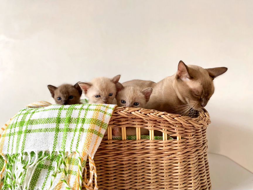 Бурманские котята