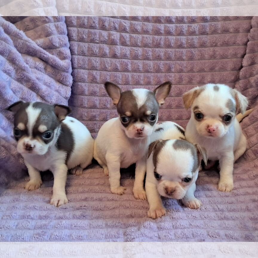 Чихуахуа, щенок