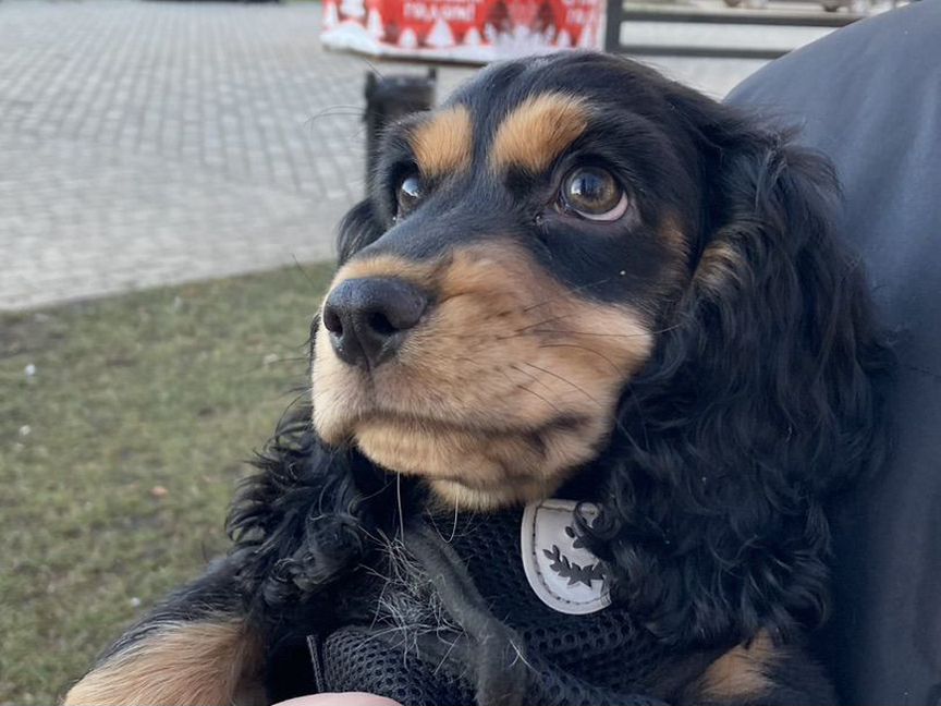 Русский кокер спаниель