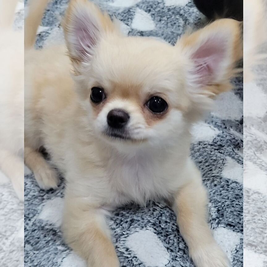 Чихуахуа, щенок