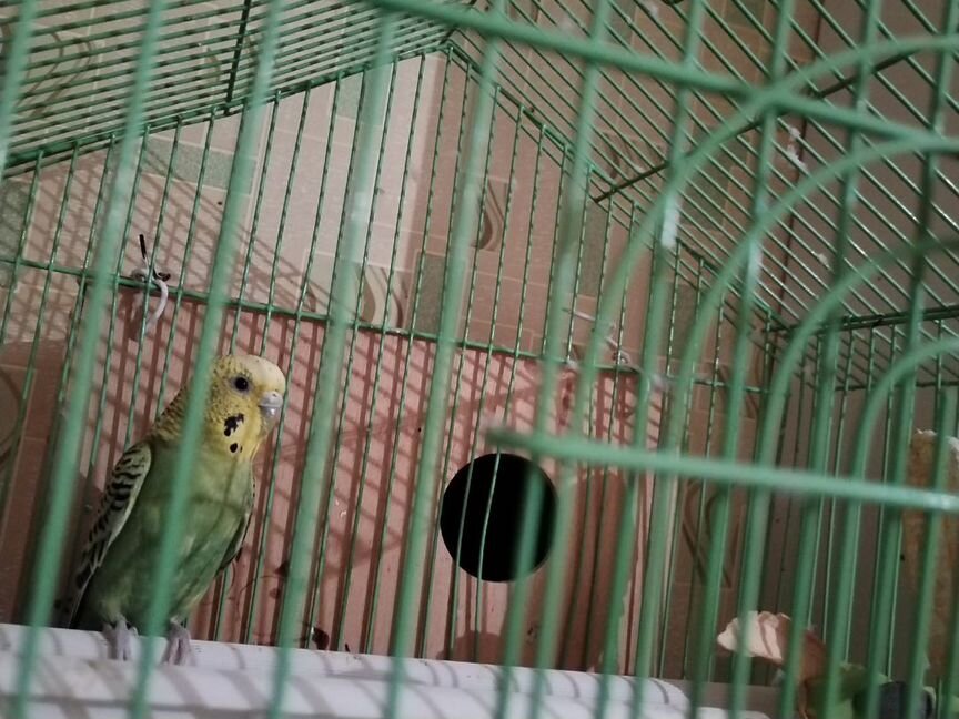 Волнистый попугай с клеткой