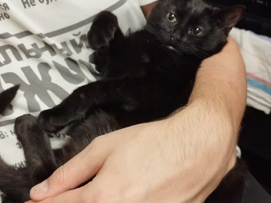 Маленькая кошечка ищет дом