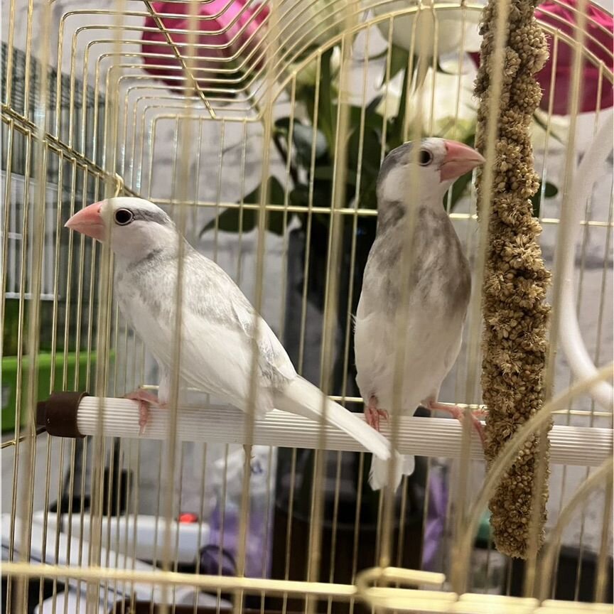 Рисовые амадины птенцы