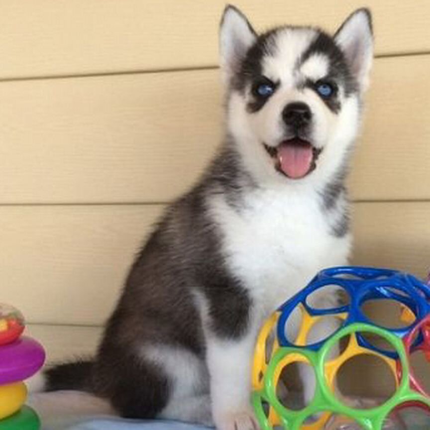 Самые лучшие малыши хаски